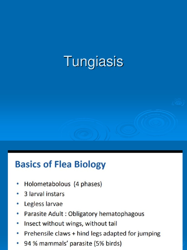 Tungiasis: Chigoe Flea Infestation Guide | PDF | Diseases And Disorders ...