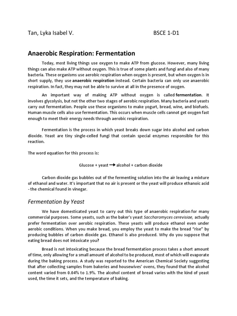 Alcohol Fermentation | PDF | Cellular Respiration | Yeast