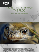 Frog Digestive System: Anatomy & Functions | PDF | Stomach | Pancreas