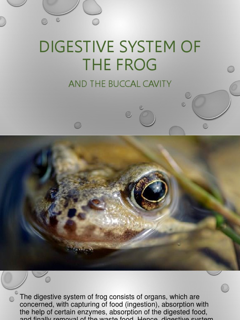 Frog Digestive System Overview | PDF | Mouth | Gastrointestinal Tract