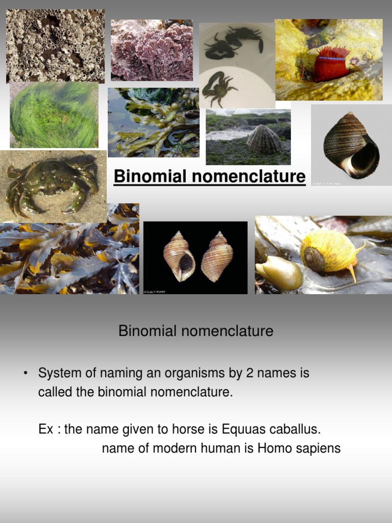 Binomial Classification.ppt | Taxonomy (Biology) | Genus