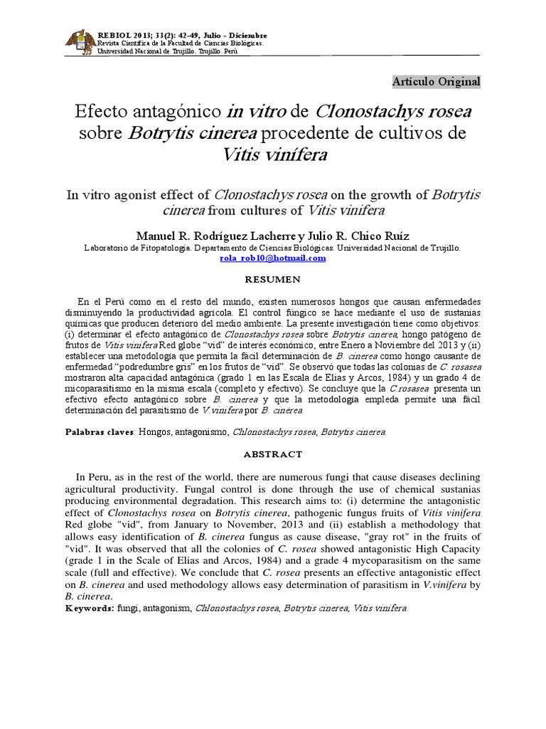 In Vitro Clonostachys Rosea Botrytis Cinerea Vitis Vinífera: Efecto Antagónico de Sobre ...