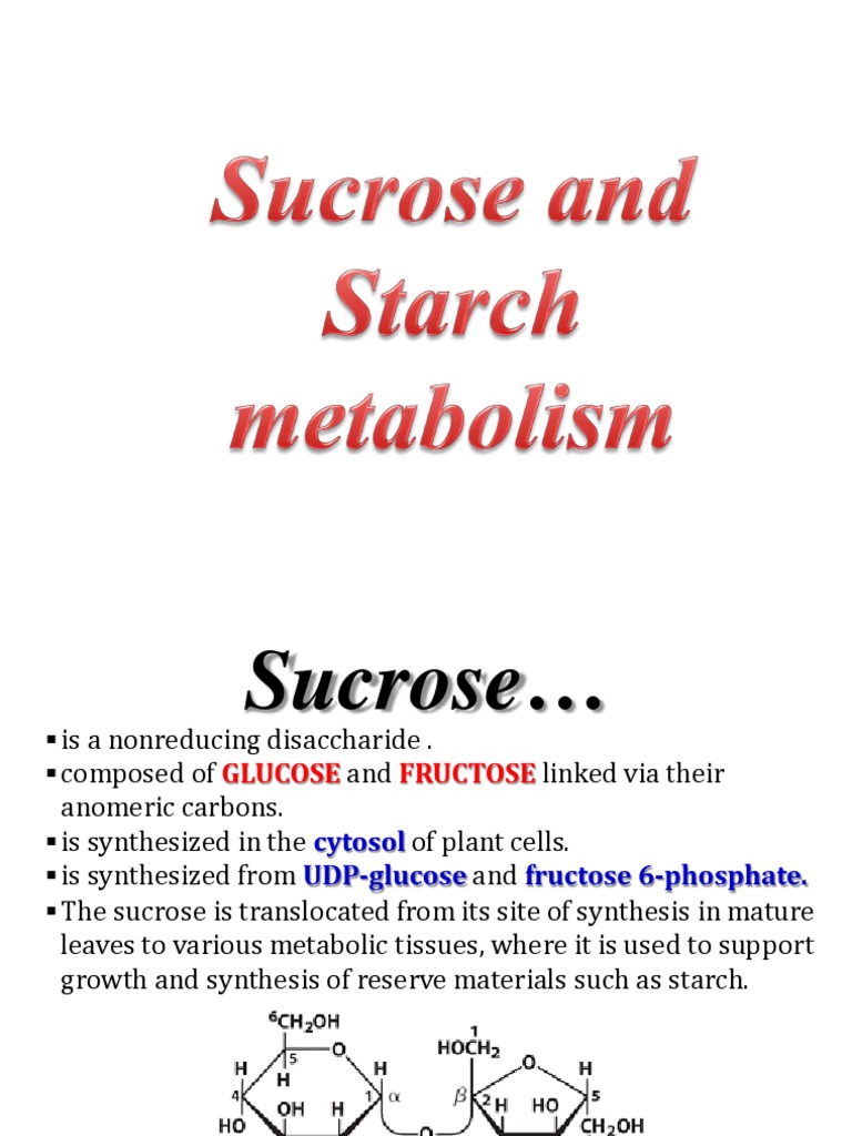 Starch and Sucrose Metabolism | PDF | Starch | Metabolic Pathway