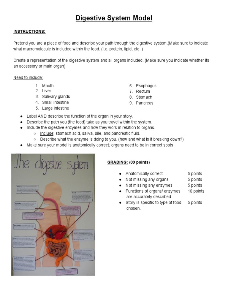 Digestive System Model | PDF | Human Digestive System | Gastroenterology