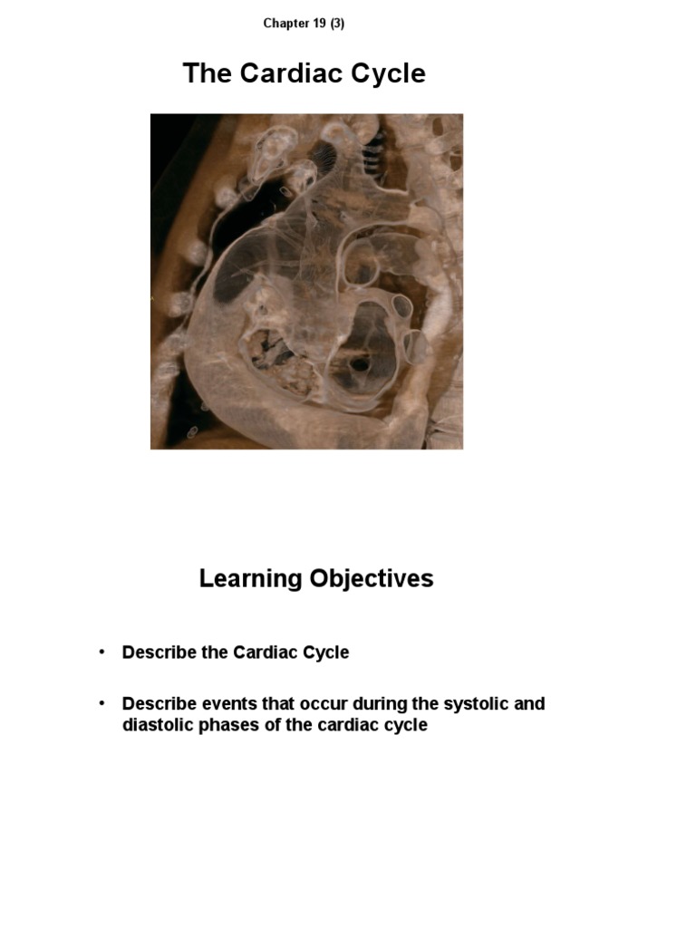 The Cardiac Cycle: Chapter 19 | PDF | Diastole | Heart Valve