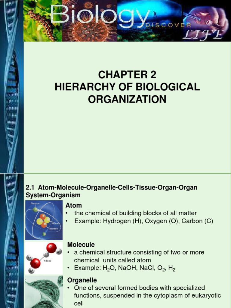 The Hierarchy of Biological Organization: From Atoms to the Biosphere ...