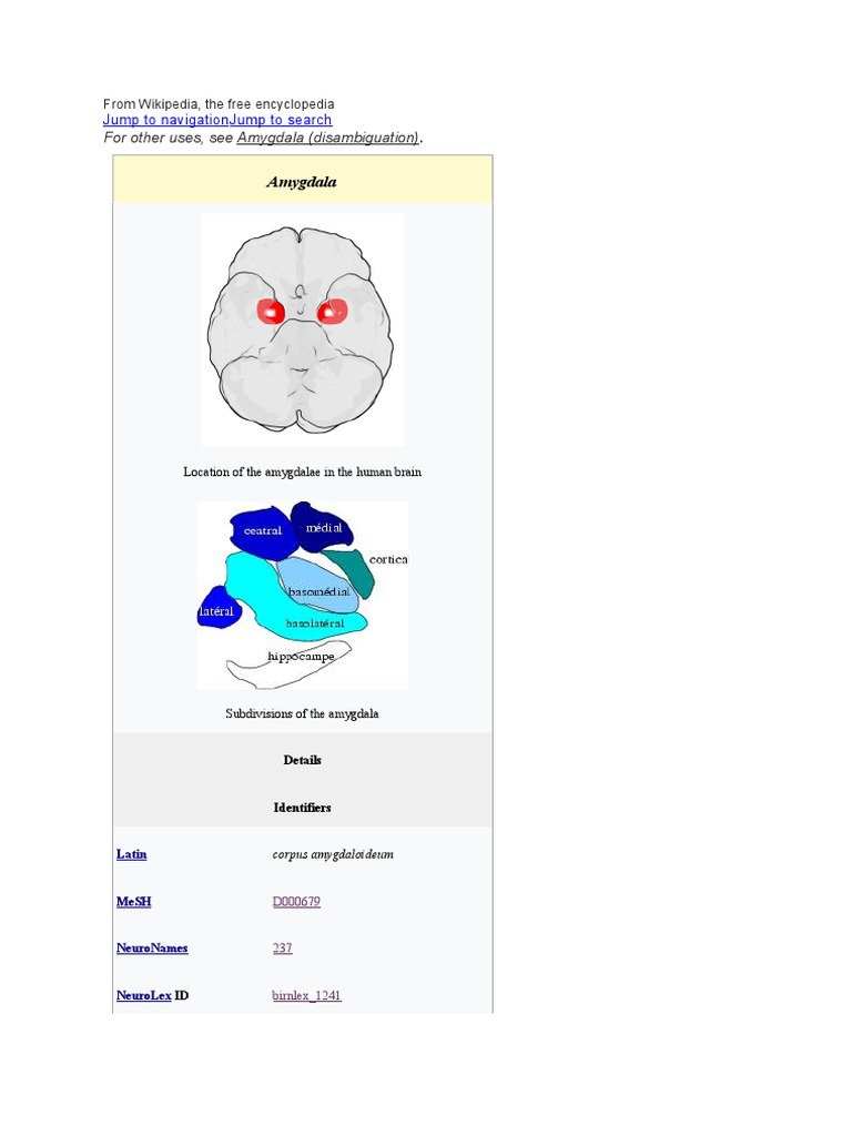 Amygdala | PDF | Amygdala | Fear