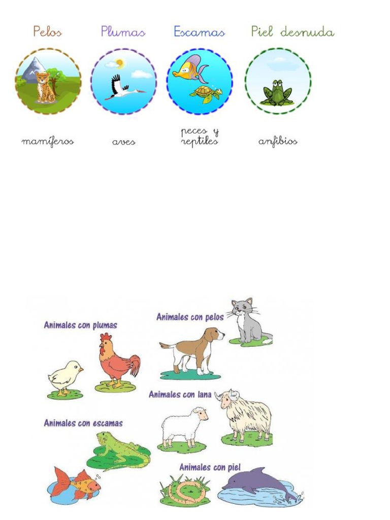 Clasifica Animales Según Su Tipo de Piel | PDF