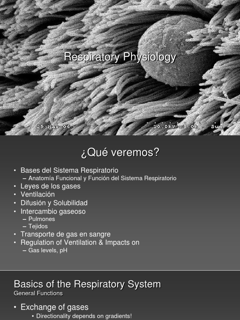 Respiratory Physiology | PDF | Respiratory Tract | Respiratory System