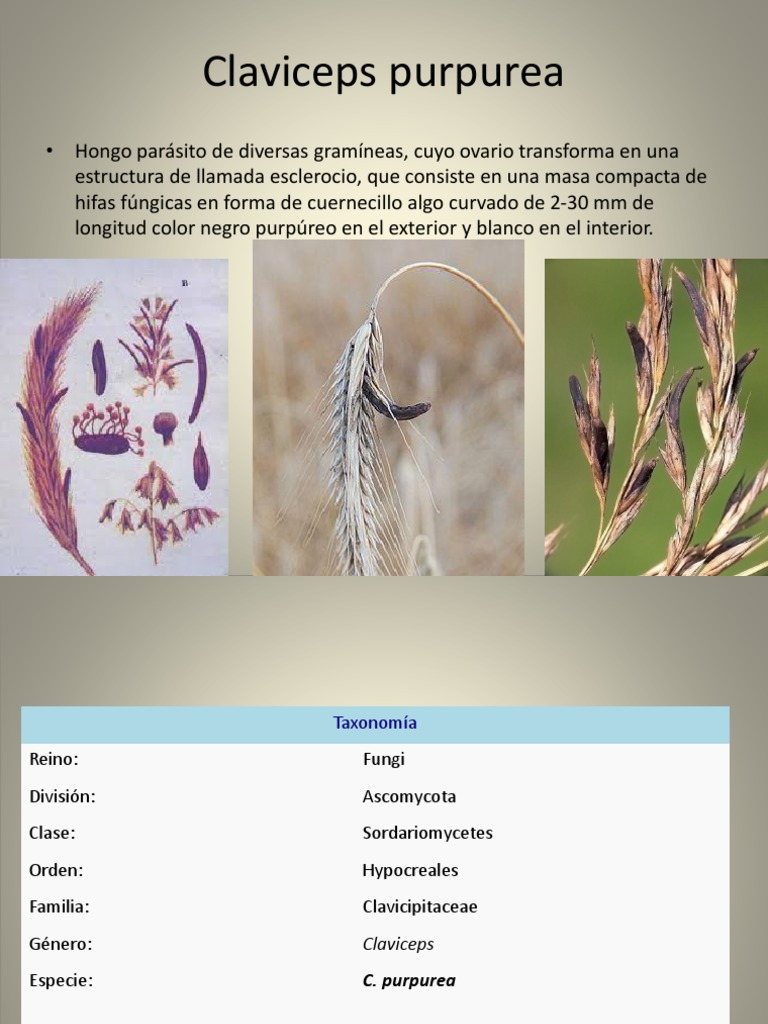 Claviceps Purpurea | PDF | Ciencia y matemáticas