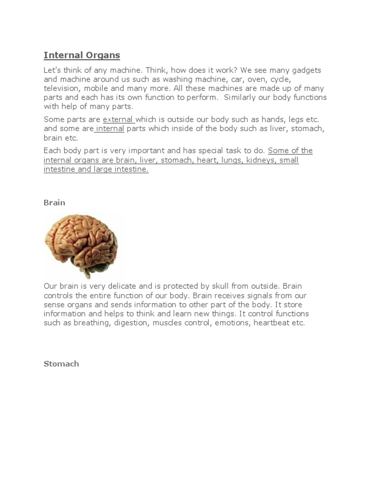 Internal Organs: Brain | PDF | Human Body | Blood