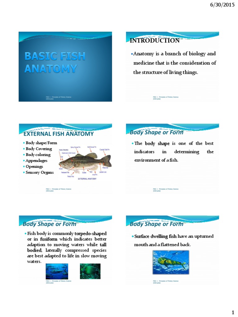 Fish Anatomy: Principles & Features | PDF | Human Body | Fish