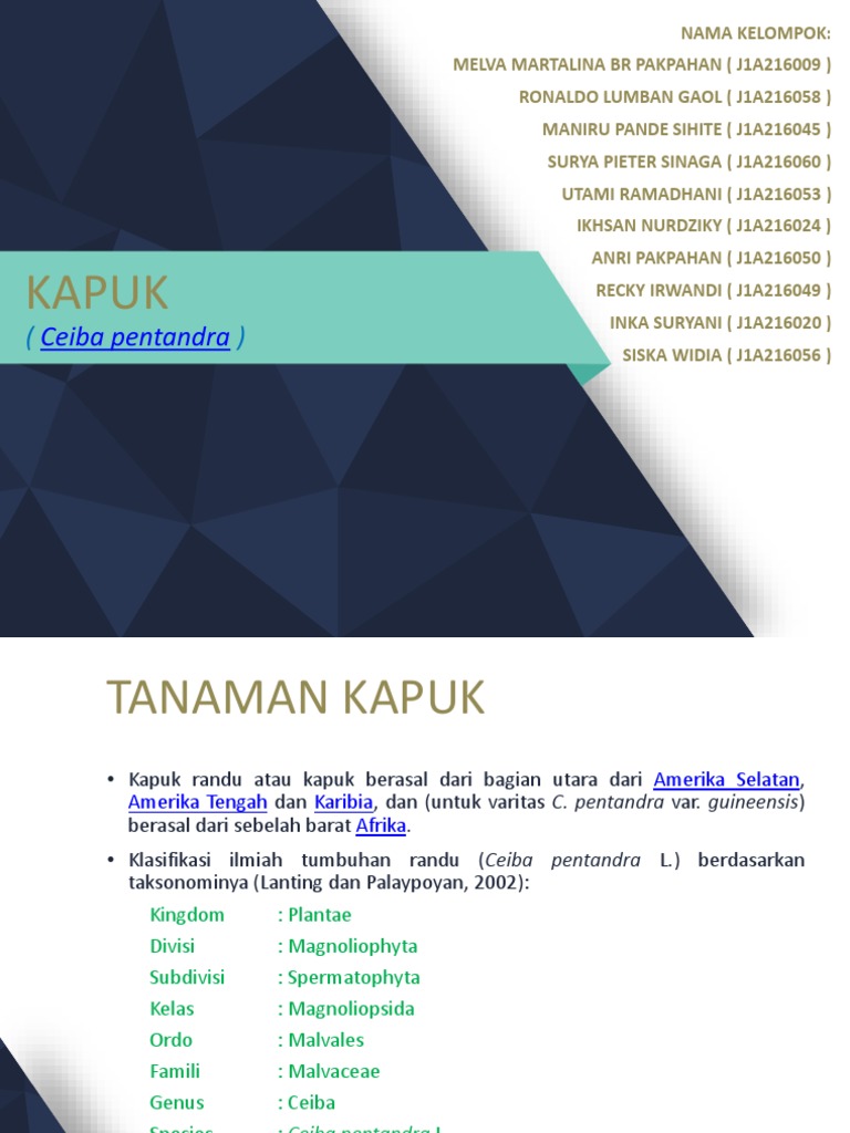 Deskripsi dan Pengolahan Kapuk | PDF