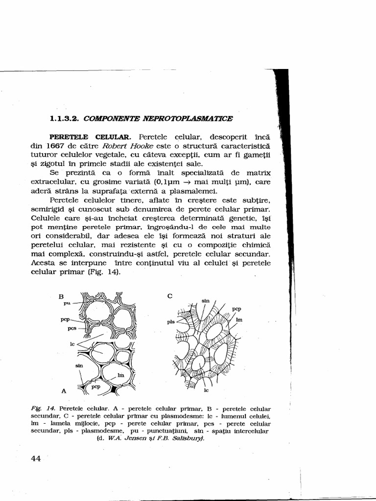 Perete Celular | PDF