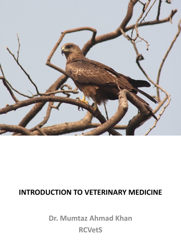 Introduction To Vet Med | PDF | Veterinary Physician | Veterinary Medicine