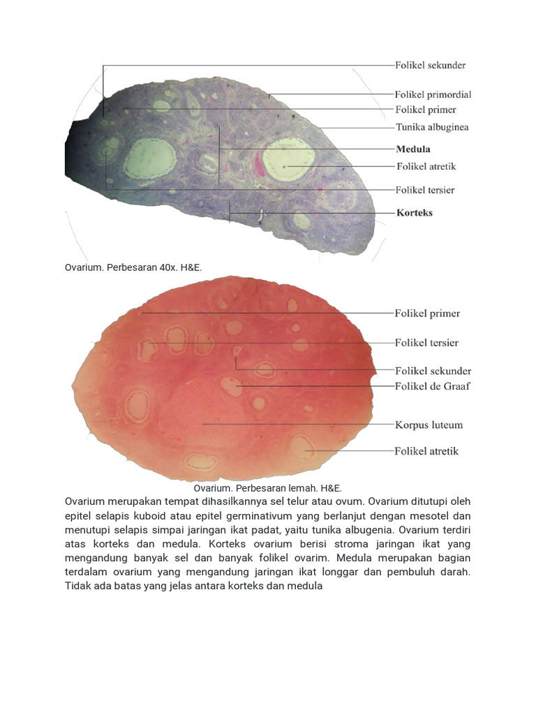 Struktur dan Perkembangan Ovarium | PDF
