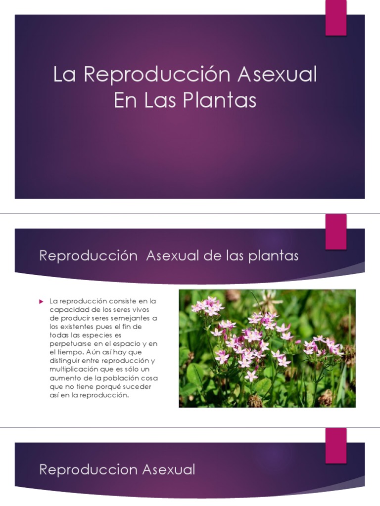 La Reproducción Asexual | PDF | Reproducción | Espora