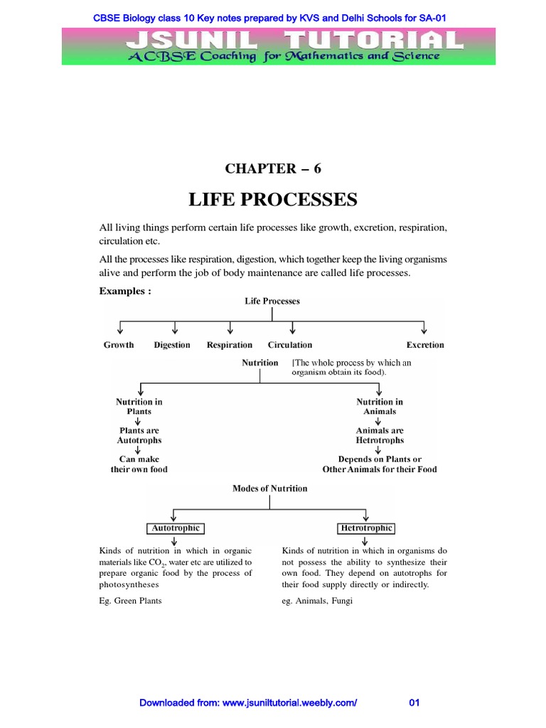 10 Science Notes 06 Life Processes 11 | PDF | Respiratory System ...