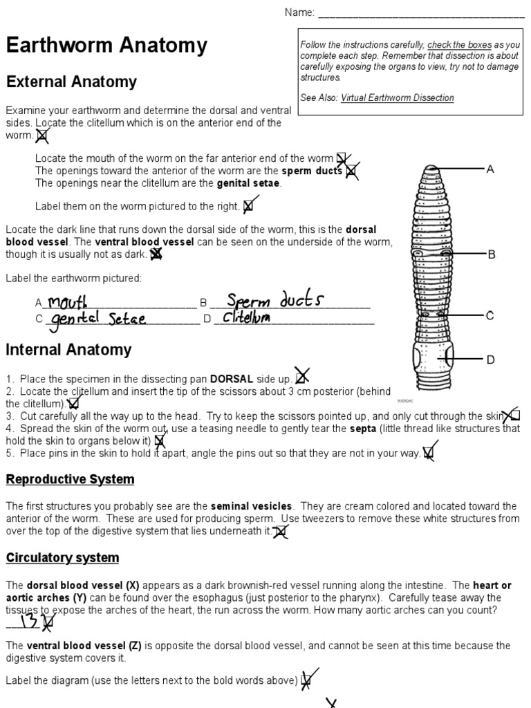 Earthworm Dissection Internal