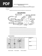 Infografía Partes de La Neurona | PDF | Neurona | Axon