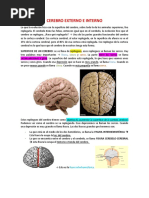 Conducto Ependimario | PDF | Sistema nervioso central | Anatomía humana