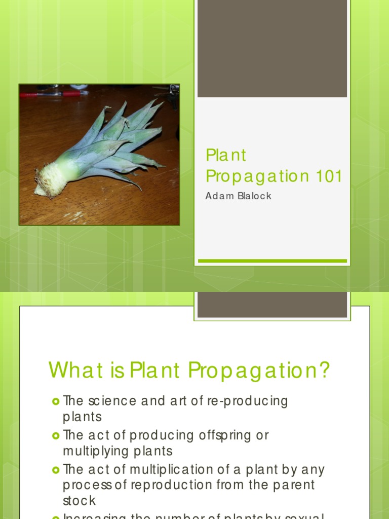 Plant Propagation Guide | PDF | Grafting | Seed