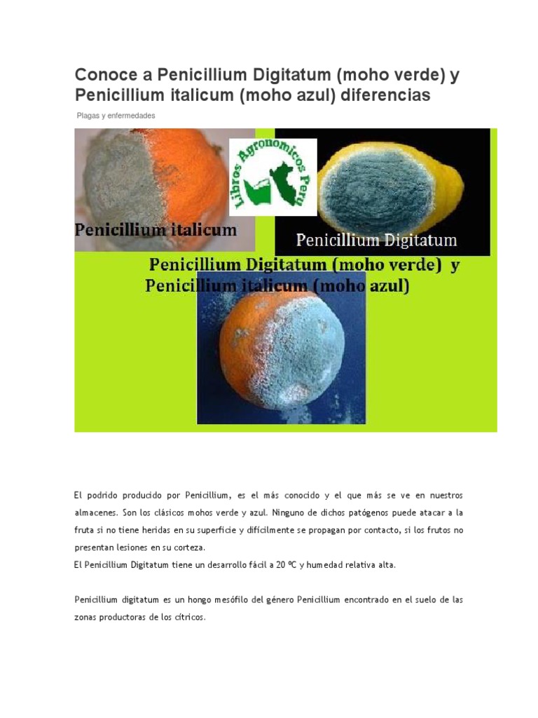 Conoce a Penicillium Digitatum | Organismos | Bienestar