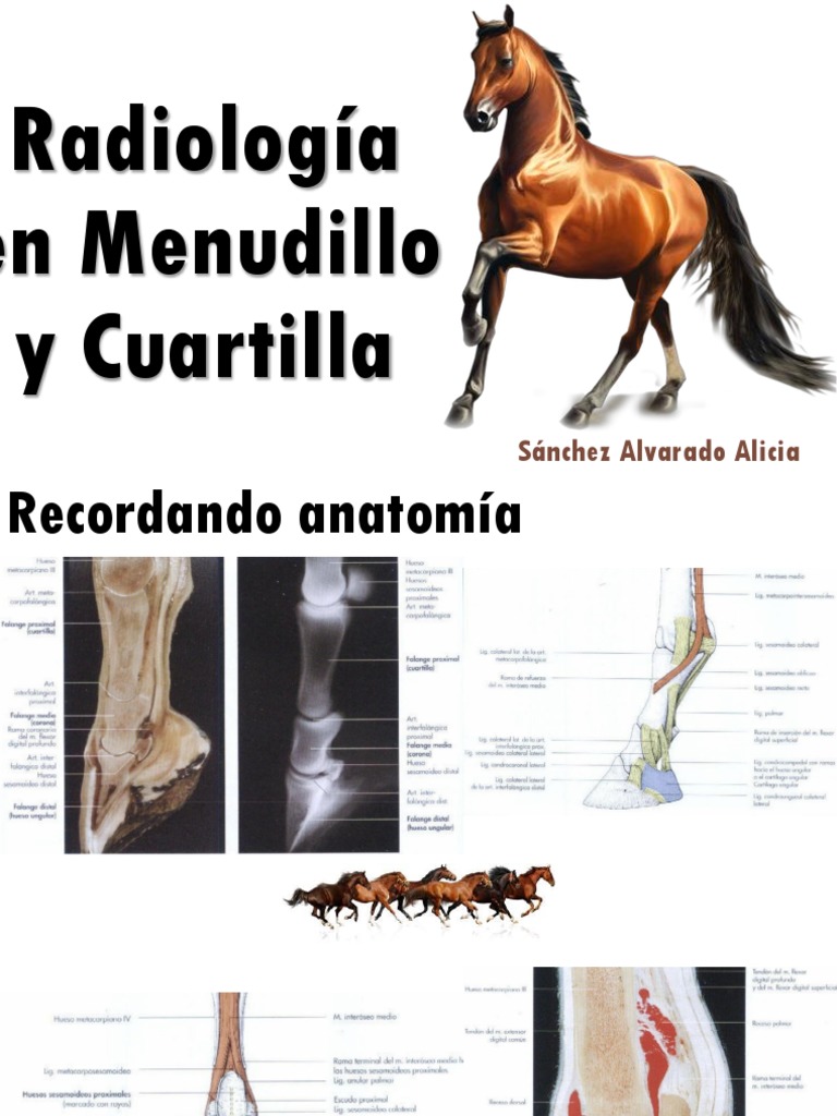 Radiología en Menudillo y Cuartilla. | Sistema musculoesquelético ...