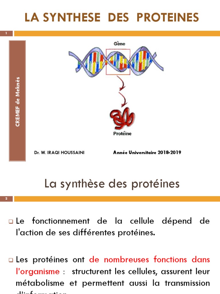 Synthèse des Protéines chez les Eucaryotes | PDF | Acide ribonucléique ...