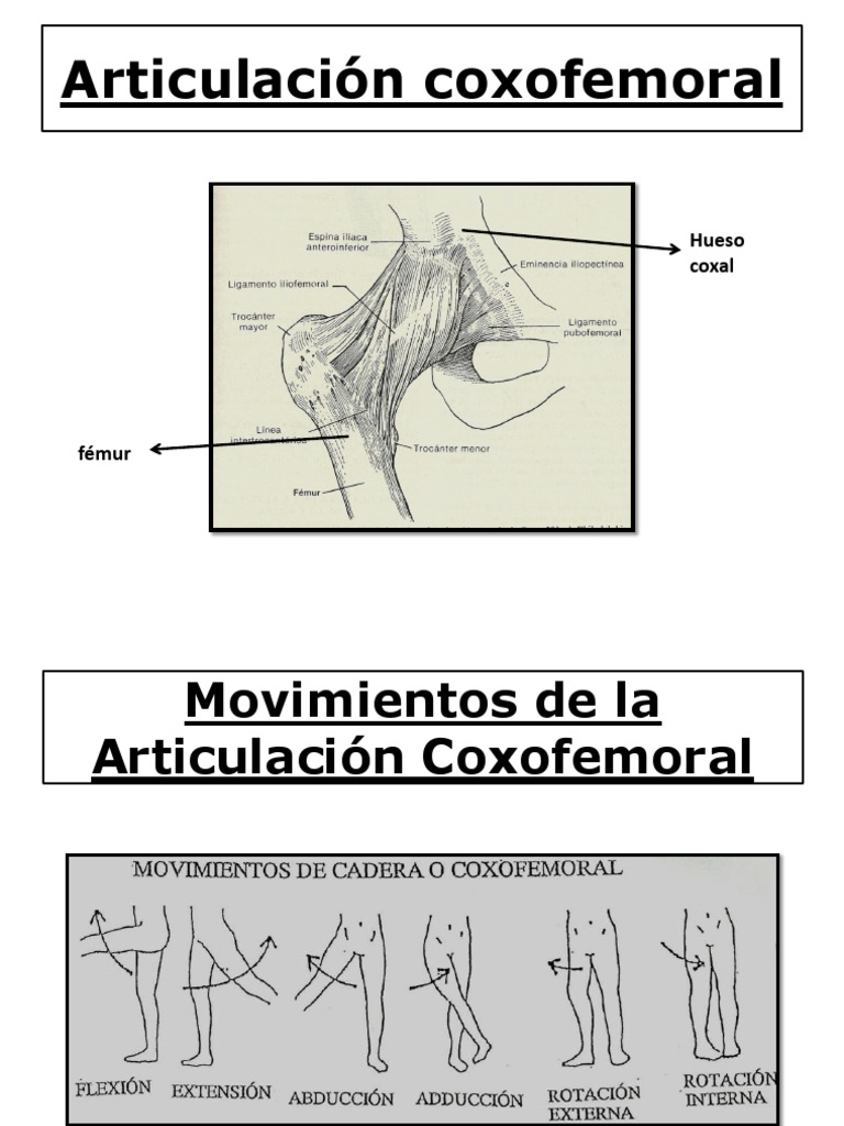 Articulación Coxofemoral | PDF