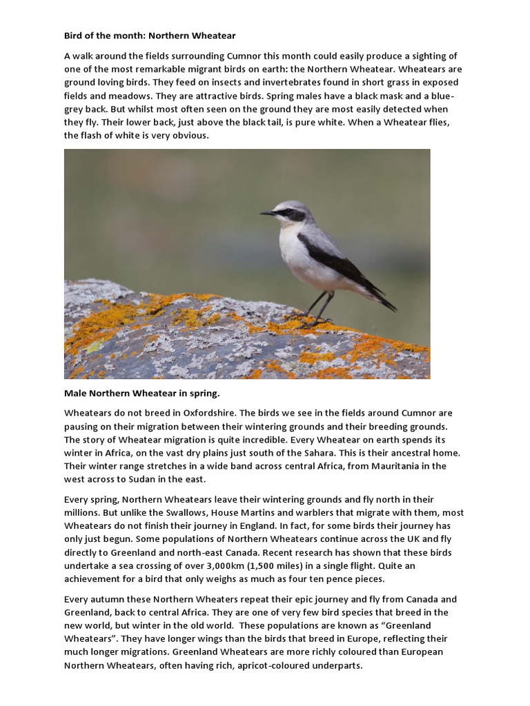 Northern Wheatear: Migration Marvels | PDF | Bird Migration | Mesozoic ...