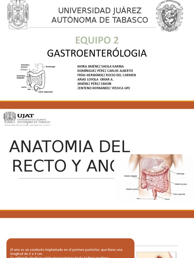 Anatomía y fisiología del recto y ano | PDF | Recto | Músculo