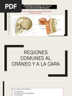 Anatomia Topografica de Cabeza y Cuello | PDF | Cráneo | Sistema esquelético