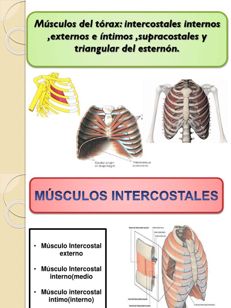 Músculos del tórax: intercostales internos ,externos e íntimos ...