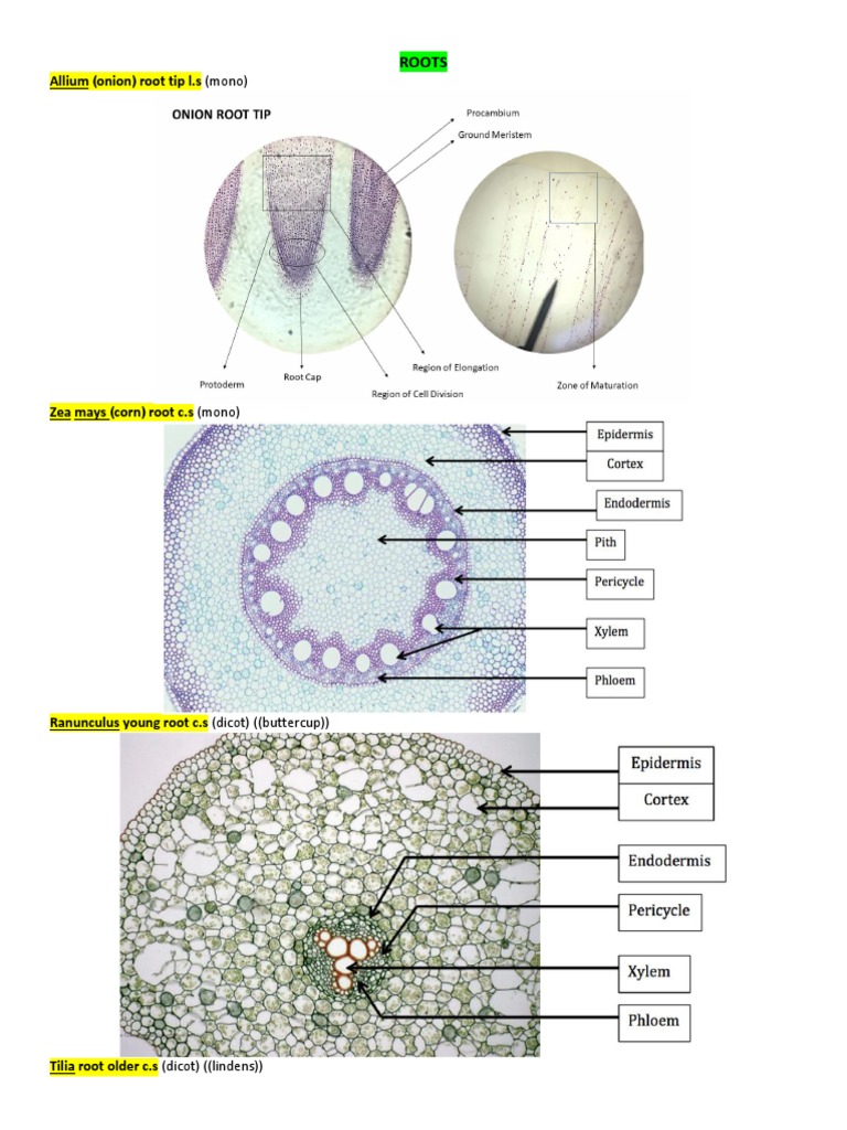 Roots: Allium (Onion) Root Tip L.S (Mono) | PDF | Leaf | Plant Stem