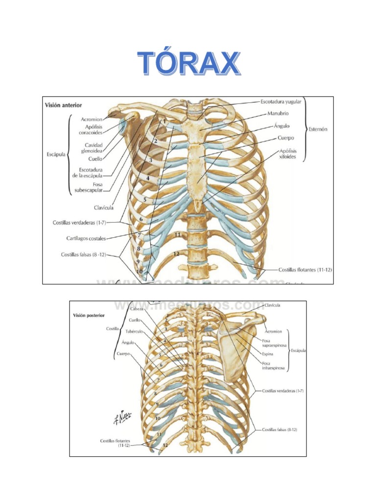 Anatomía de Tórax | PDF | Pulmón | Tórax