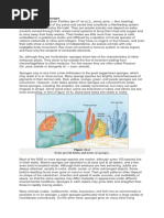 Phylum Porifera and Common Examples | PDF
