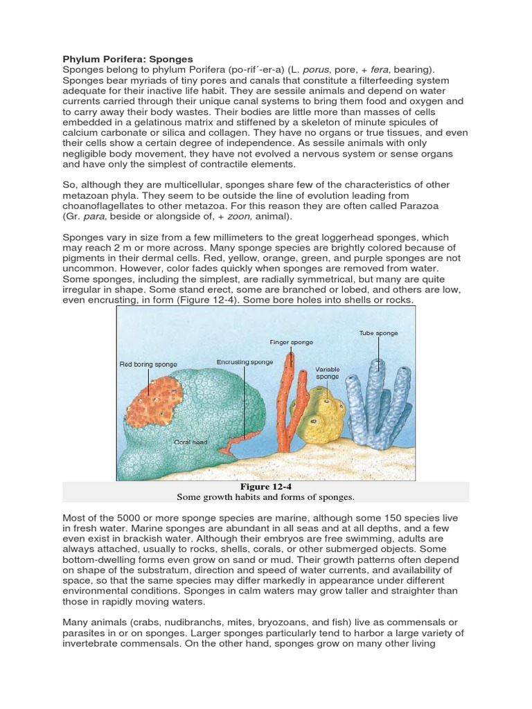 Phylum Porifera | PDF | Sponge | Skeleton