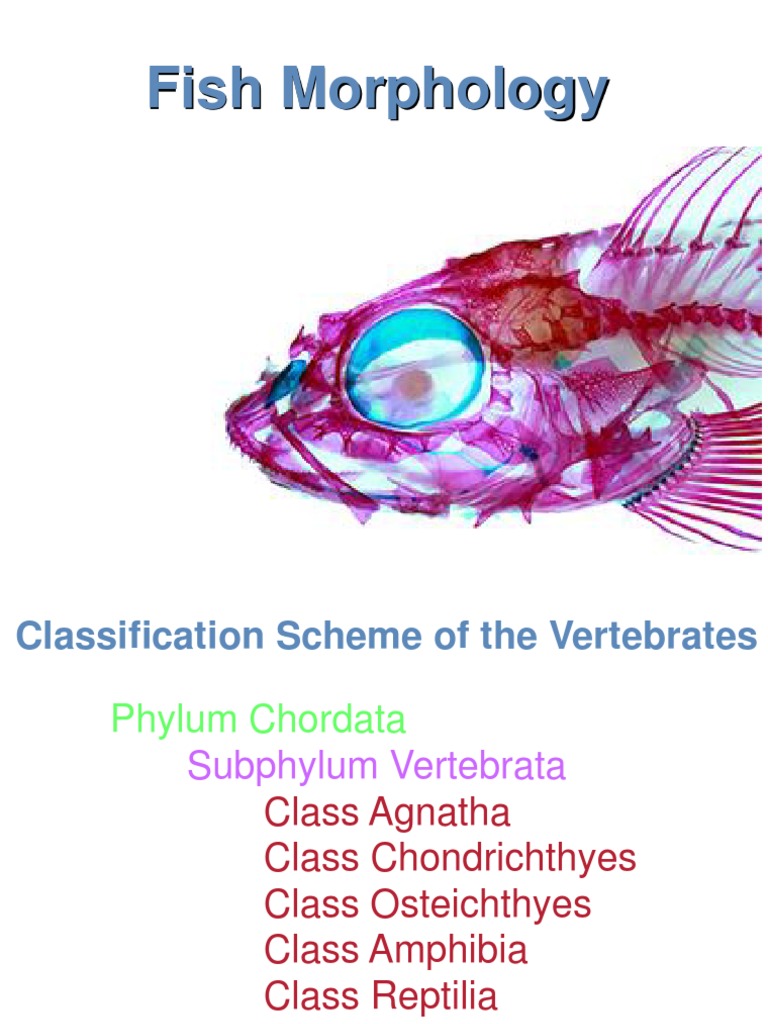 019 Fish Morphology | PDF | Fish | Camouflage