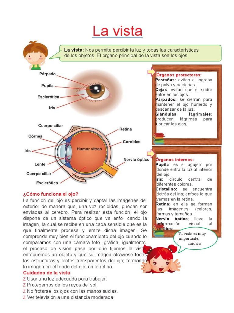 Respuestas De La Hoja De Trabajo Sobre El Ojo Humano Funcionamiento