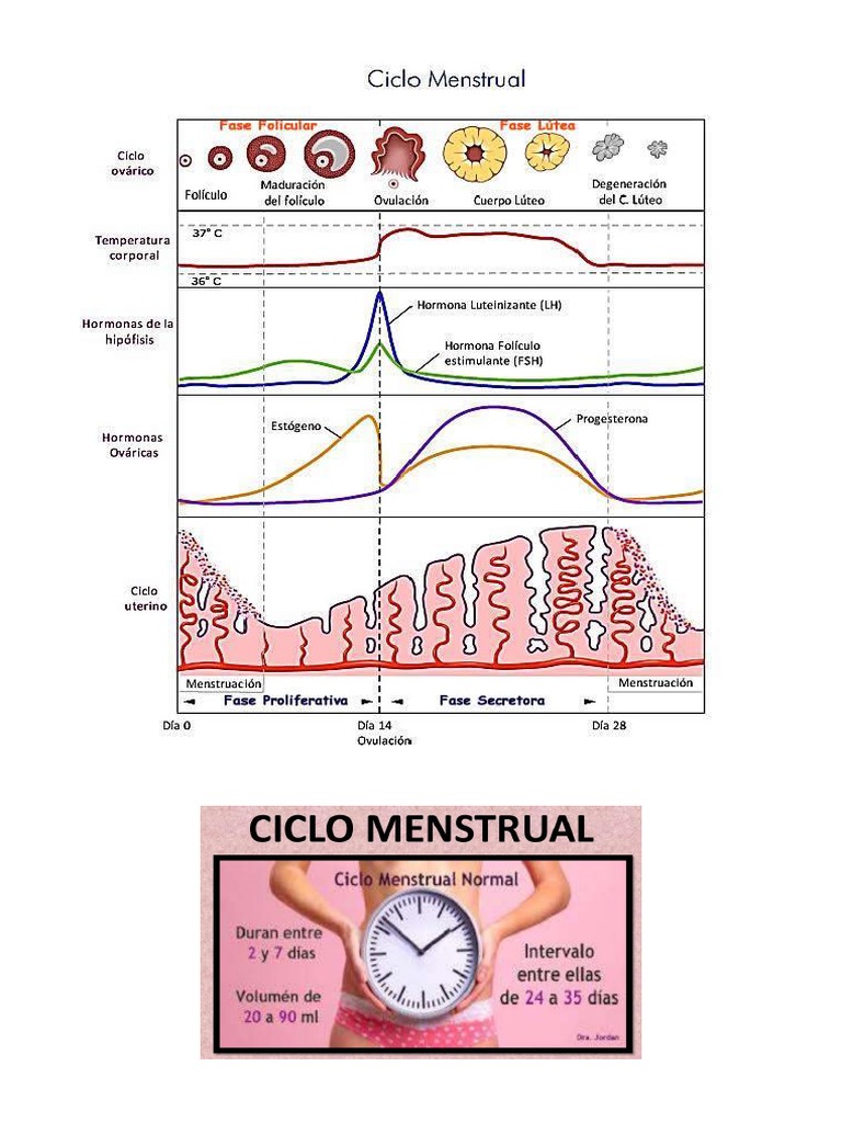 Ciclo Menstrual | PDF