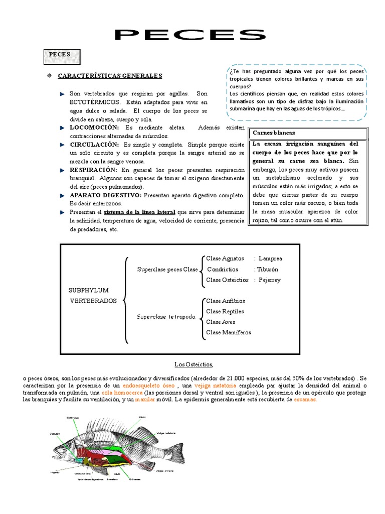 Características de los Peces Vertebrados | PDF | Pescado | Vertebrados