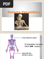 Musculos de La Nuca | PDF | Anatomía humana | Sistema musculoesquelético
