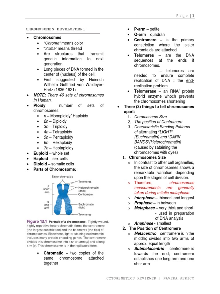 Chromosomes Development: "Chroma" Means Color | PDF | Chromosome | Ploidy