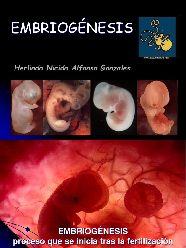 Embriogenesis | PDF | Anatomia animal | Zoología