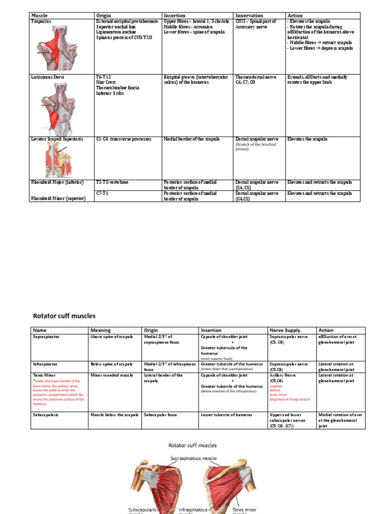 MSK Anatomy | PDF | Human Leg | Elbow