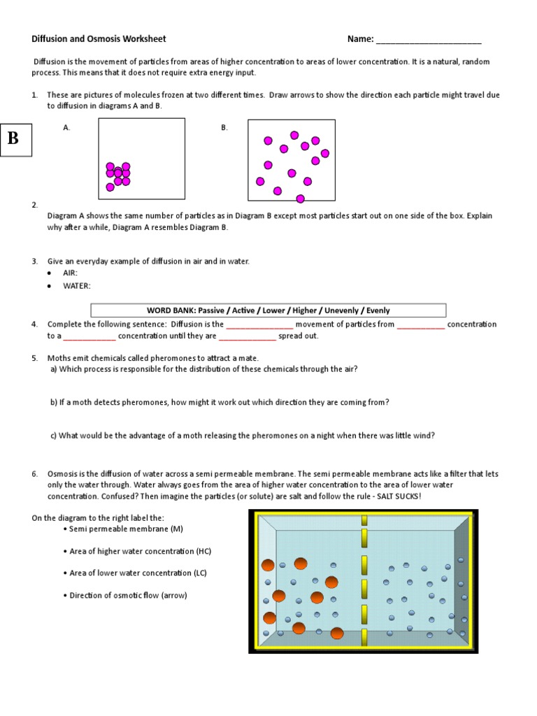 Diffusion and Osmosis Worksheet | PDF | Osmosis | Chemistry