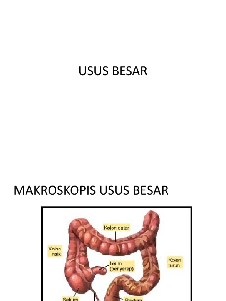 M. Amhar Jamil - Usus Besar Dan Hormon Gi | PDF