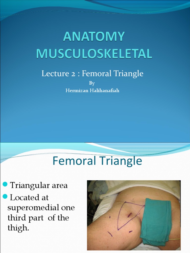 Lecture 2: Femoral Triangle: by Hermizan Halihanafiah | PDF | Human Leg ...