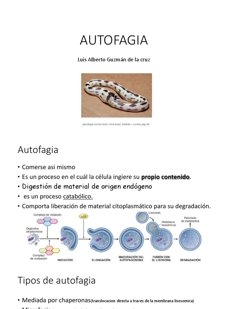 AUTOFAGIA.pdf | Autofagia | Biología Celular